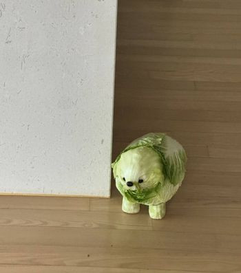 Cabbage Dog (KIMCHI) | Moontok 月兔