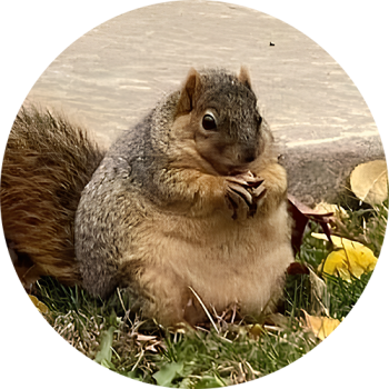 $NUTZ $0.00001155 | Moontok.io 月兔