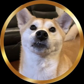 $JAMONG | Moontok.io 月兔