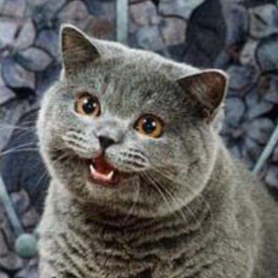 Lolcat (LOLCAT) | Moontok 月兔