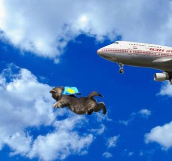 $flycat | Moontok.io 月兔